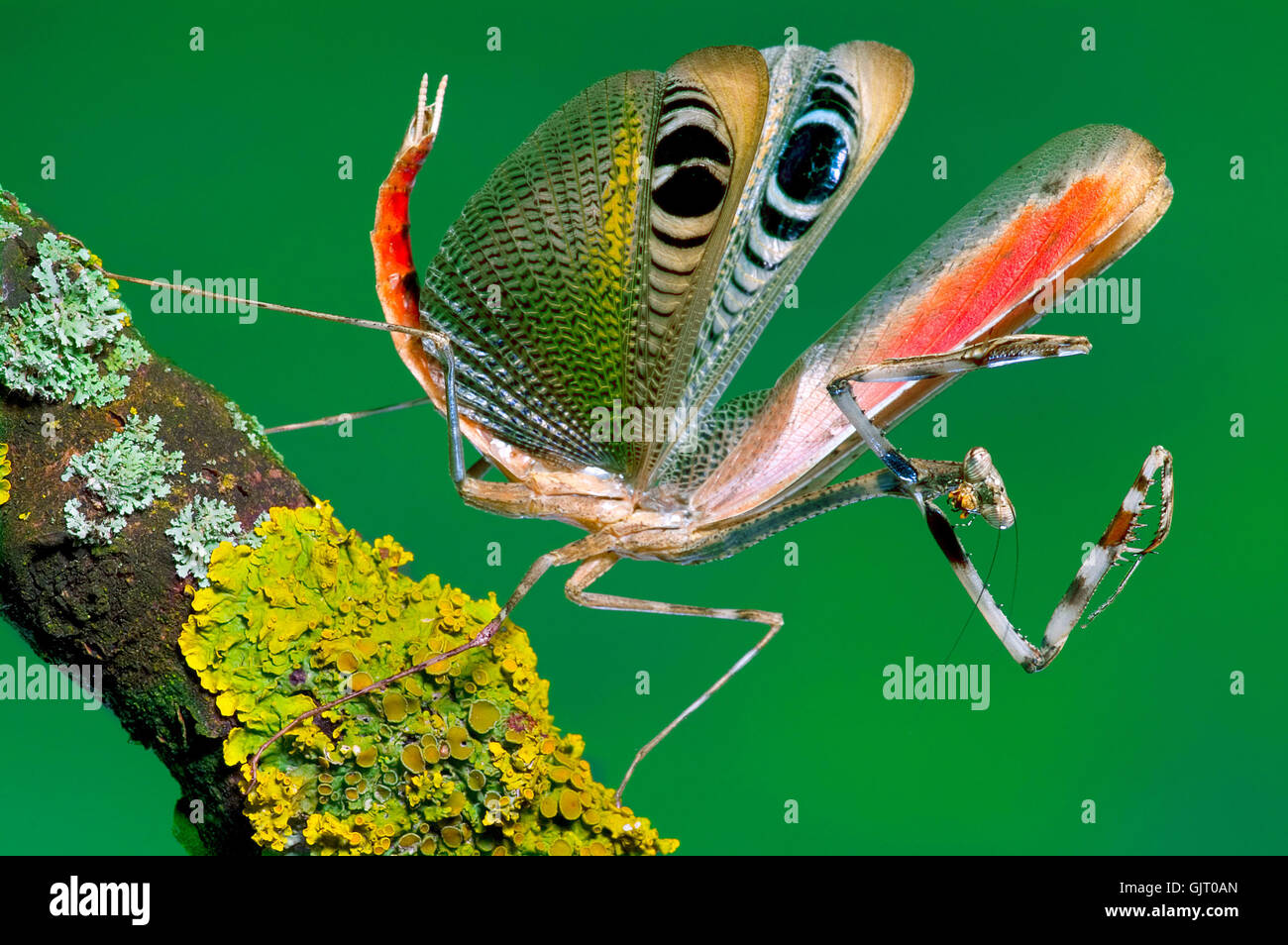 Pseudempusa hi-res stock photography and images - Alamy