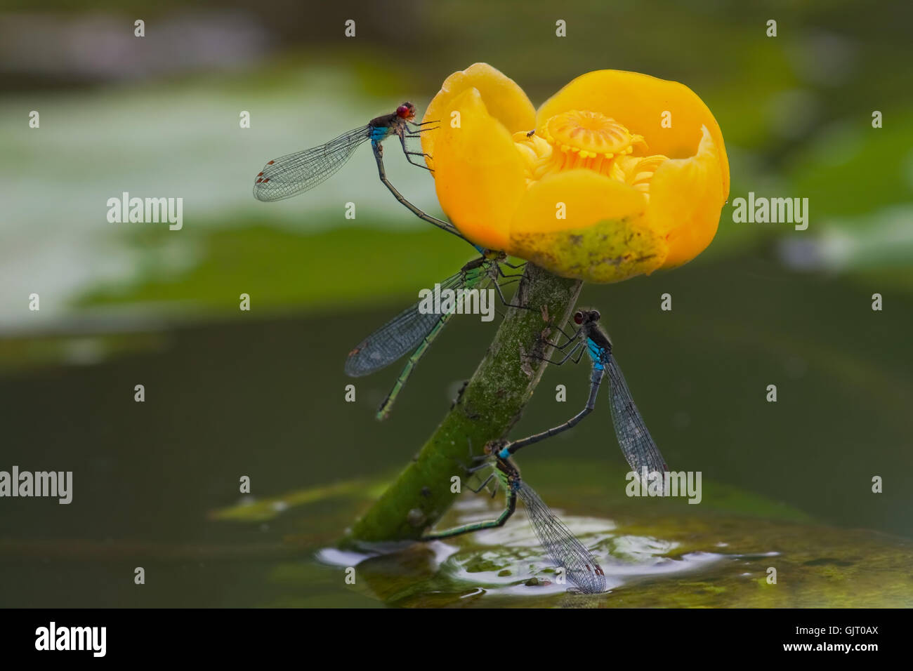 Love insect hi-res stock photography and images - Alamy