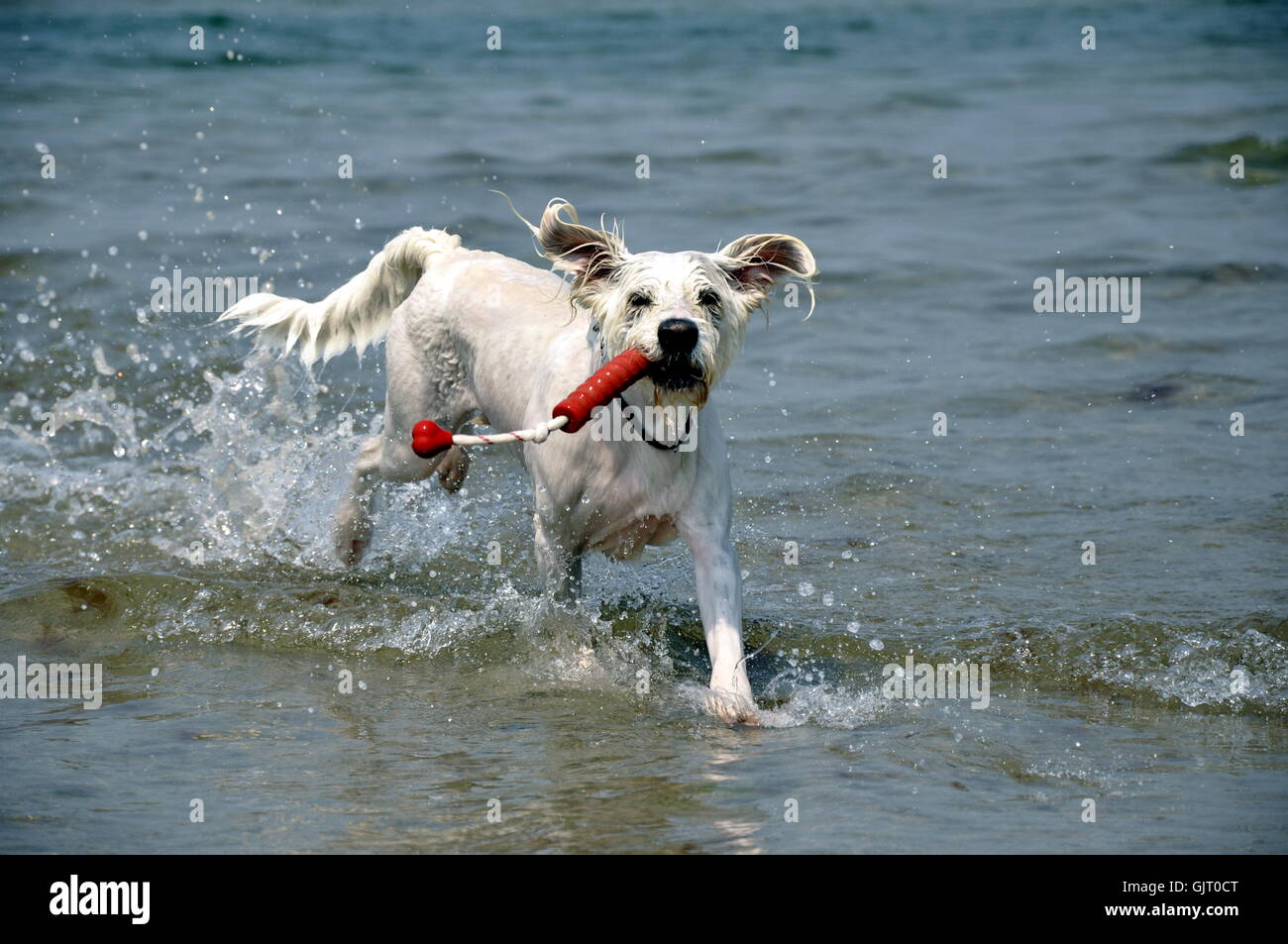 Dog games hi-res stock photography and images - Alamy