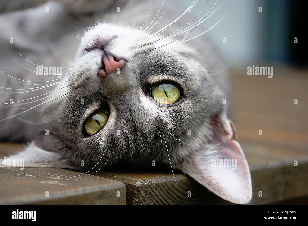 Speedy cat hi-res stock photography and images - Alamy