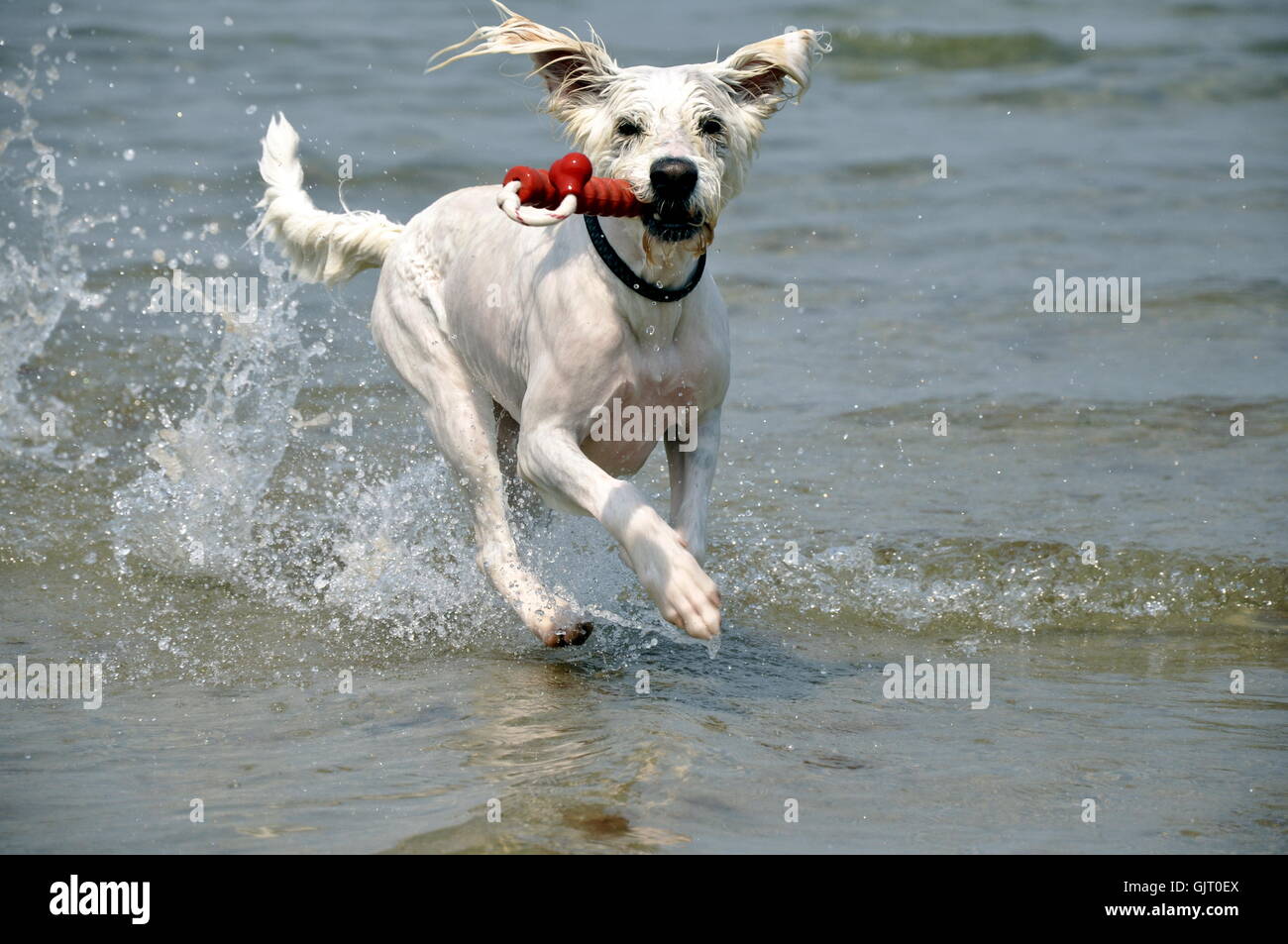 Play plays with dog hi-res stock photography and images - Alamy