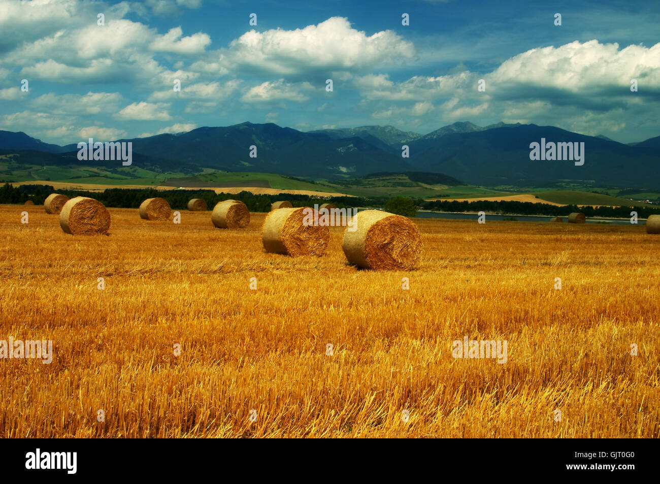 field hay land Stock Photo - Alamy