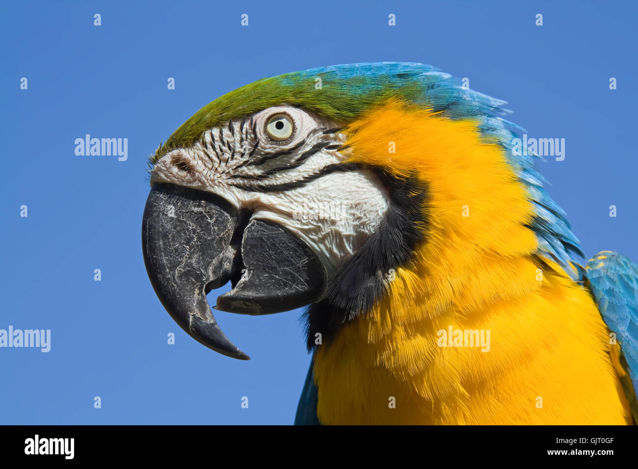 portrait gold and blue macaw Stock Photo - Alamy