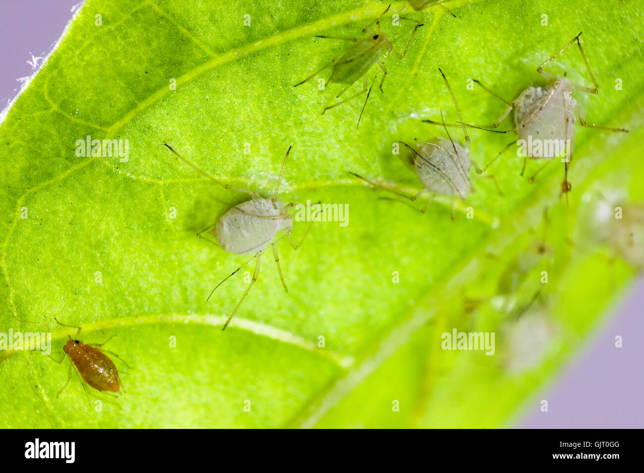 flower plant parasite Stock Photo - Alamy