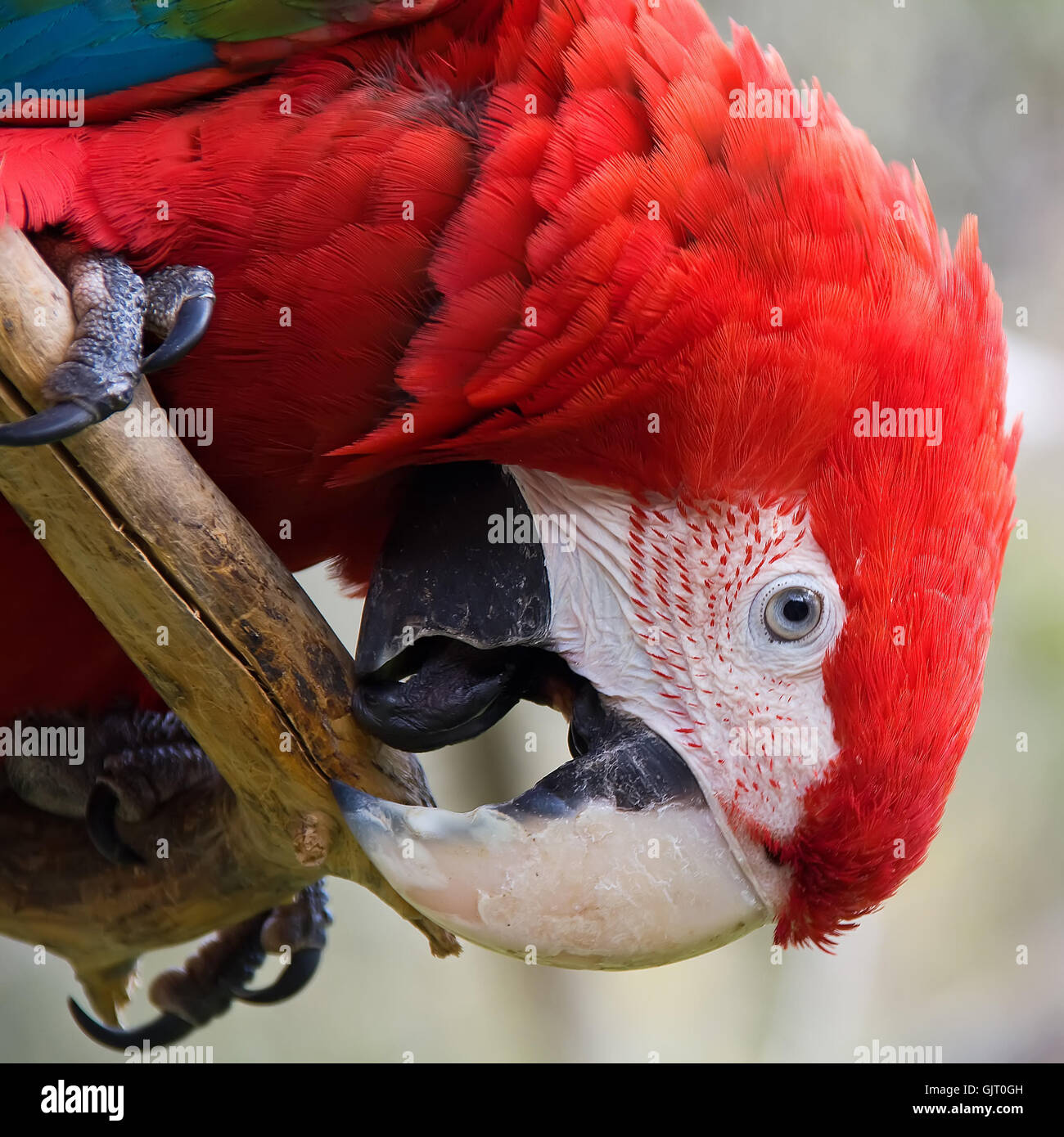 portrait scarlet macaw Stock Photo - Alamy portrait scarlet macaw Stock Photo - Alamy