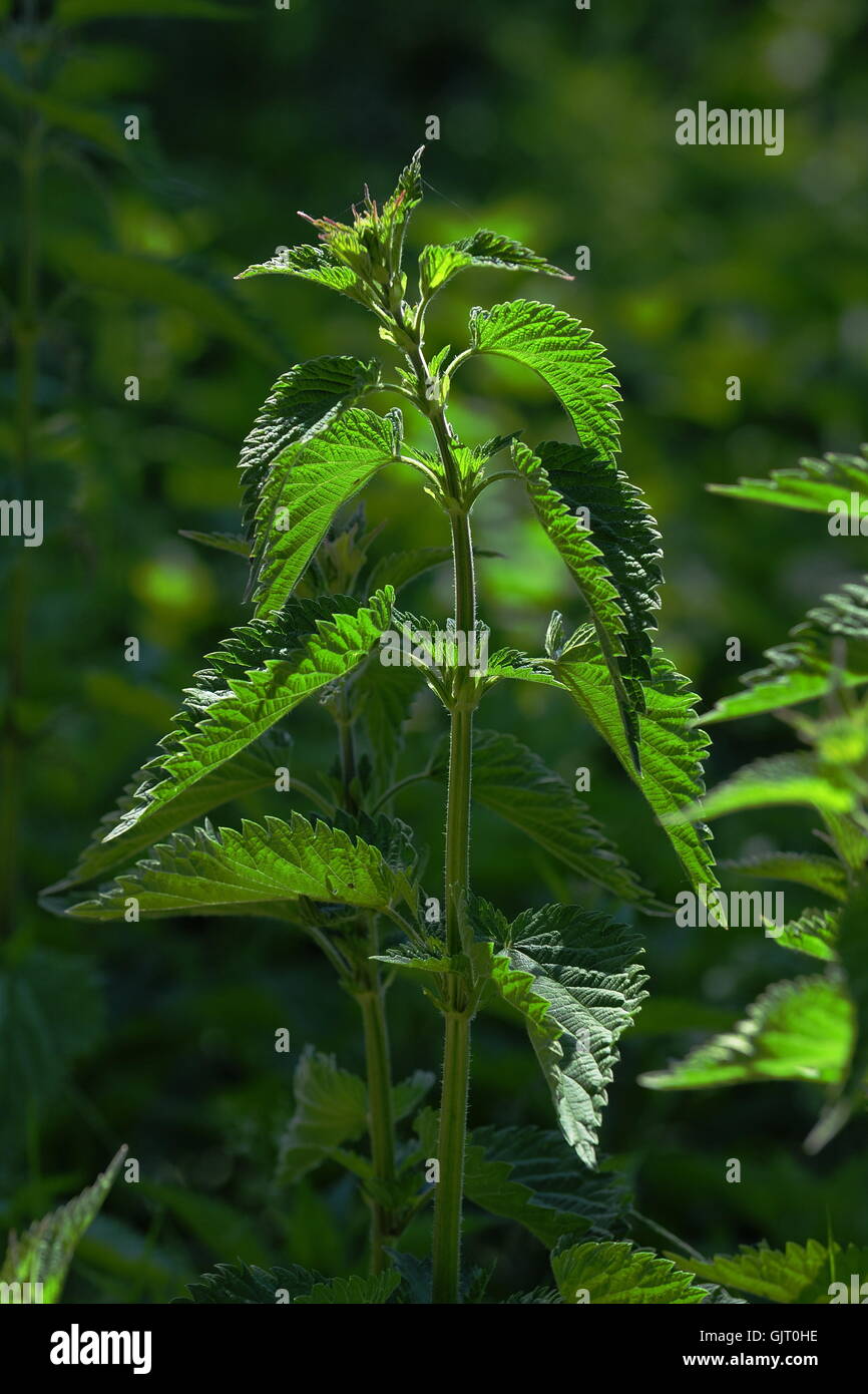 Sheet nettle hi-res stock photography and images - Alamy