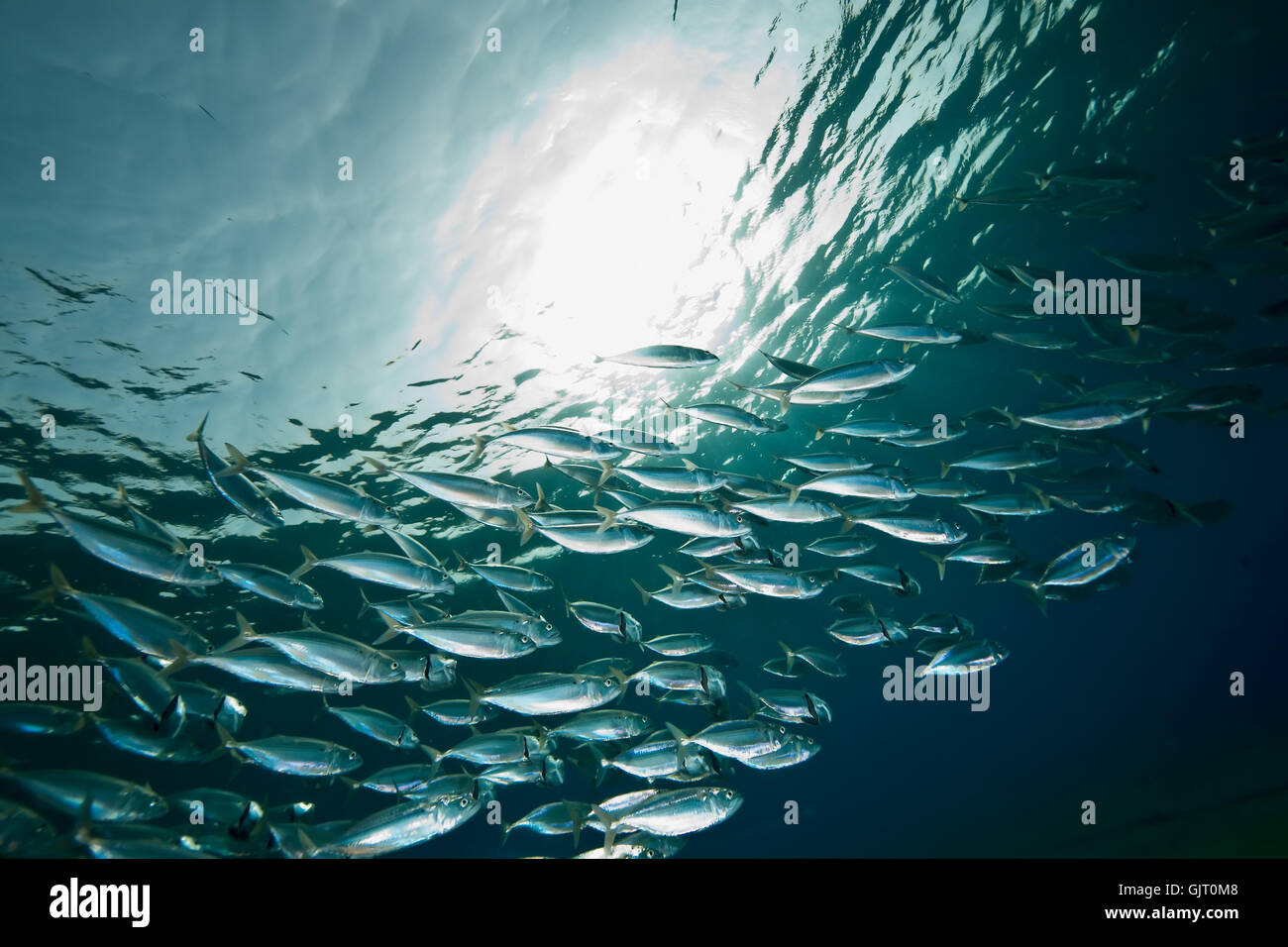 animal fish mackerel Stock Photo - Alamy