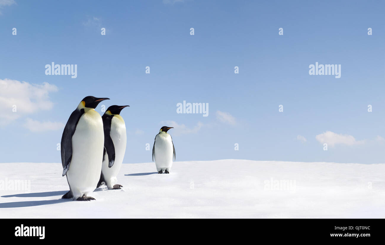 winter animal penguins Stock Photo - Alamy