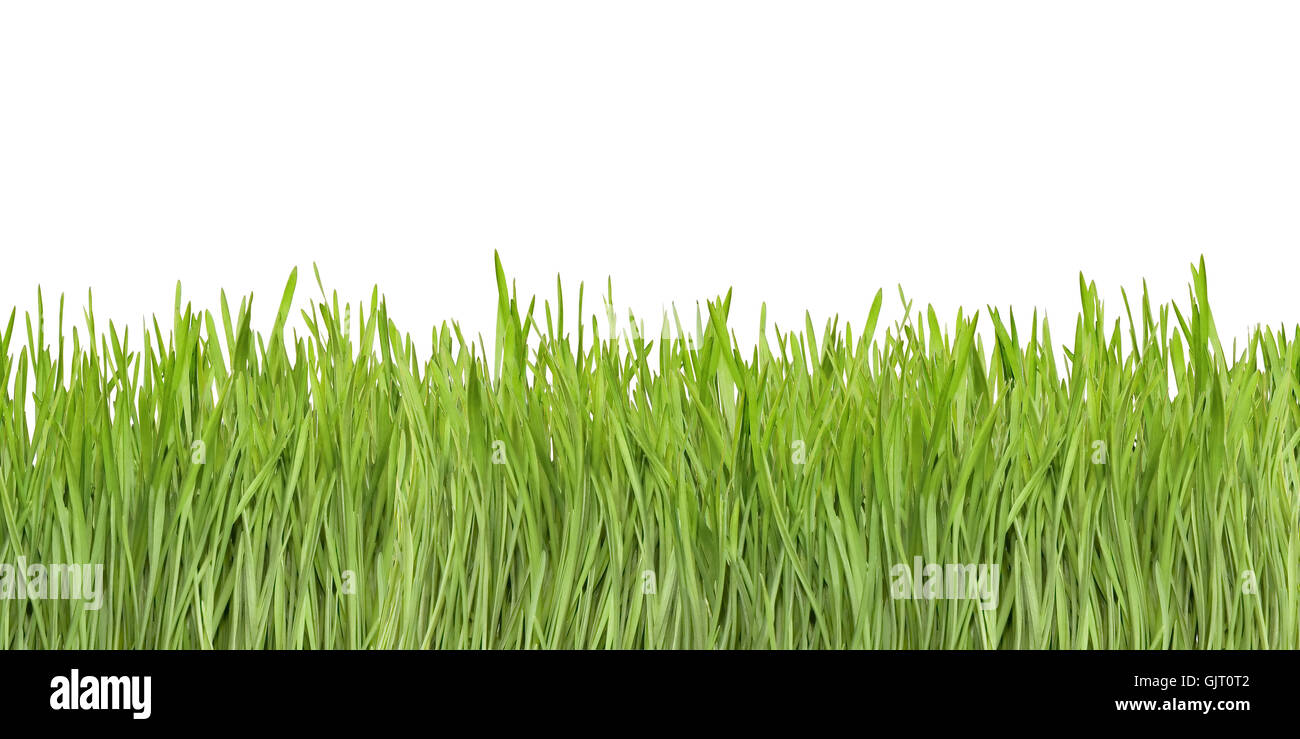 plain cereal meadow Stock Photo - Alamy