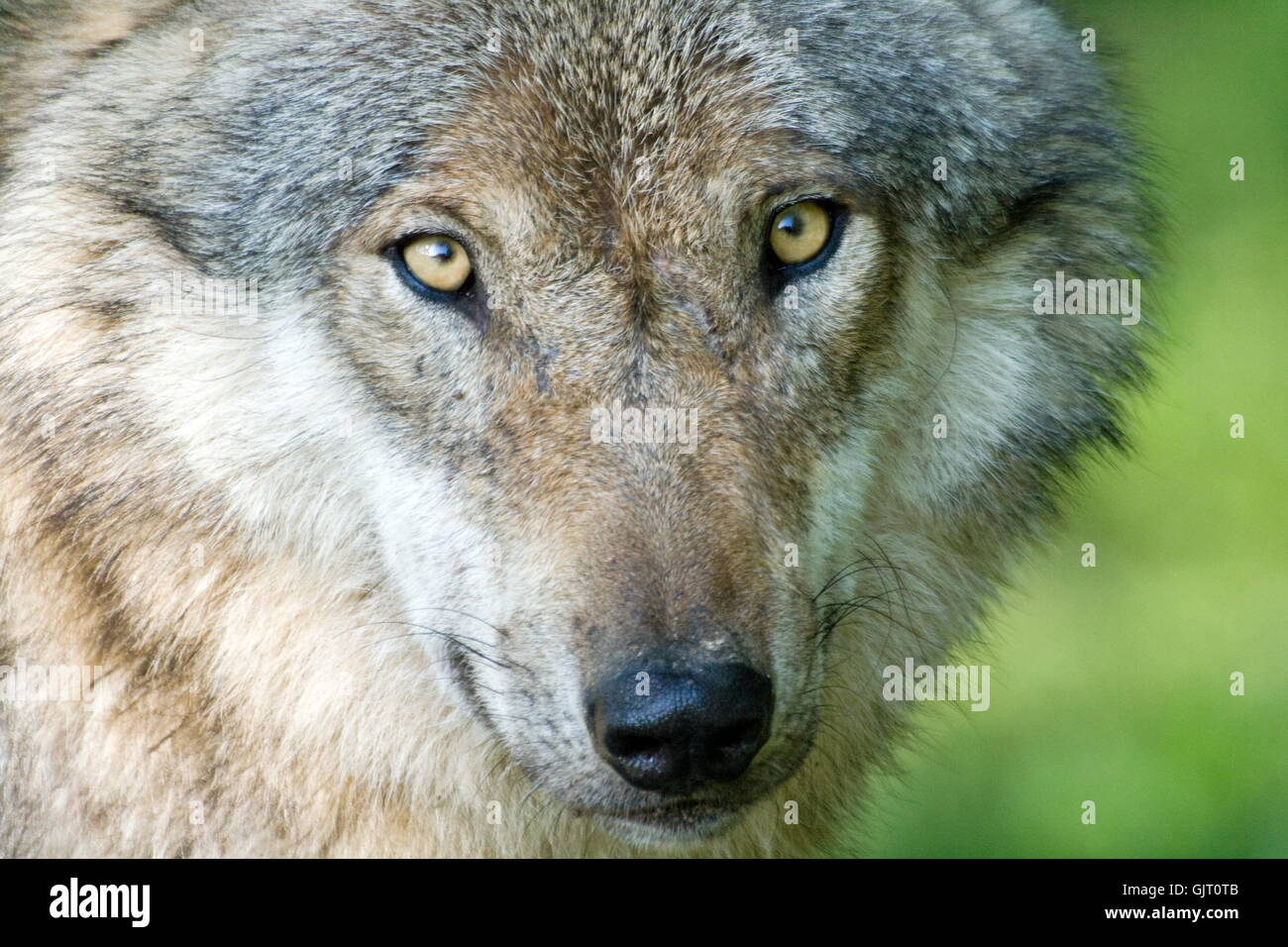 Wolf portrait hi-res stock photography and images - Alamy