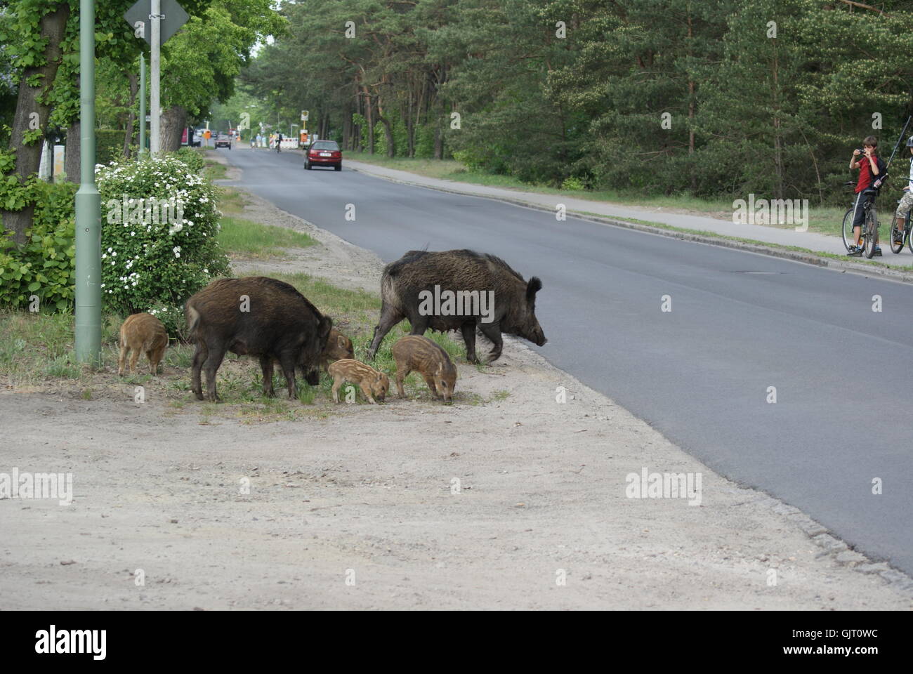 Family of wild boars hi-res stock photography and images - Alamy