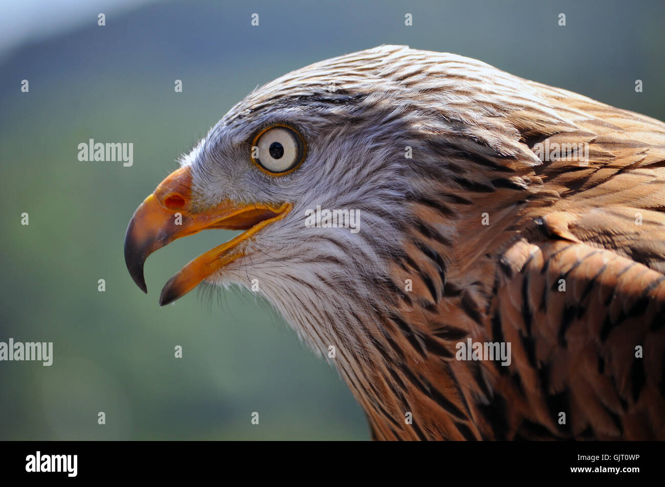 Red kite raptor hi-res stock photography and images - Alamy