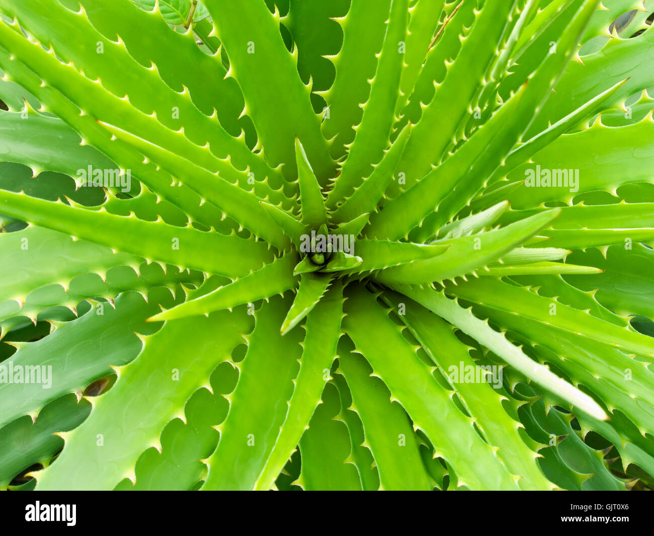 health closeup botany Stock Photo - Alamy