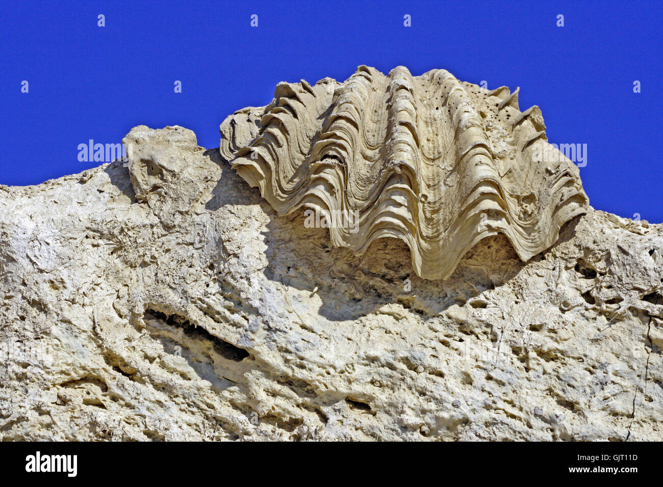 Shape of shell hi-res stock photography and images - Alamy