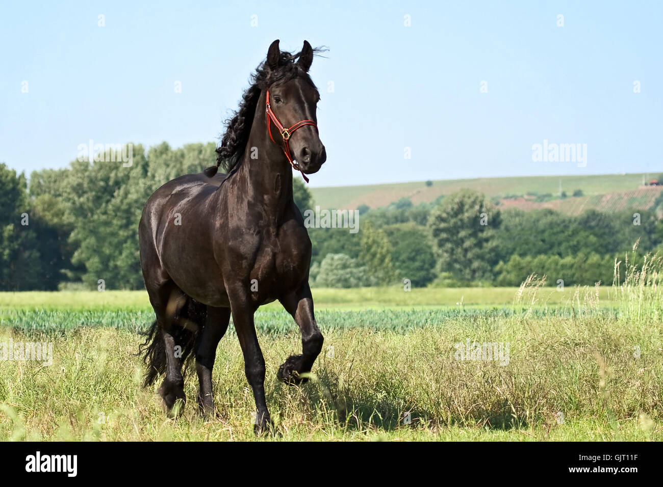 Friesian horse riding hi-res stock photography and images - Alamy