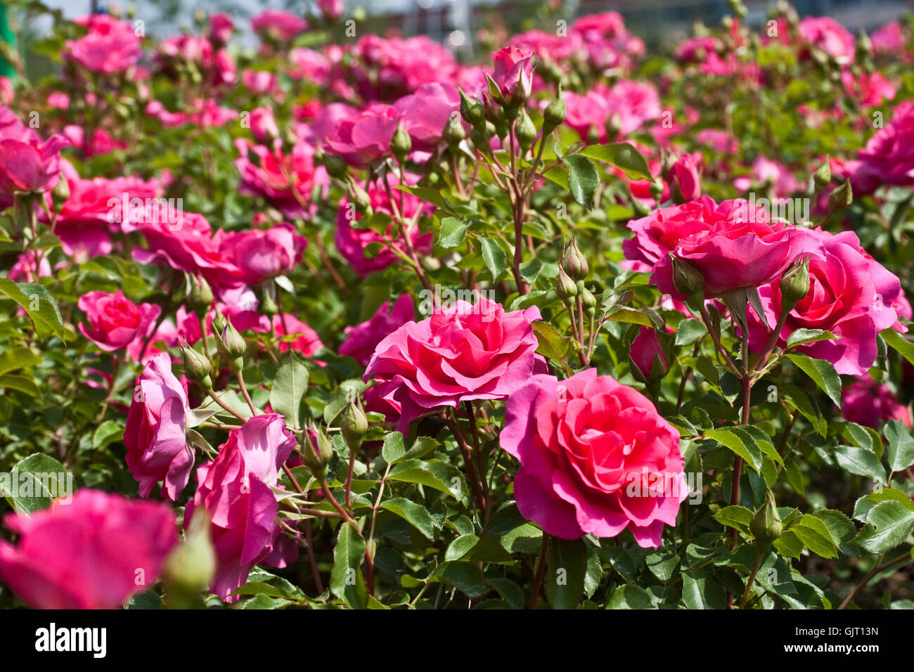 Fairy roses hi-res stock photography and images - Alamy