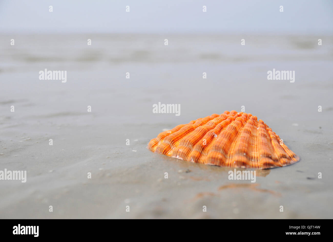 Shell orange hi-res stock photography and images - Alamy