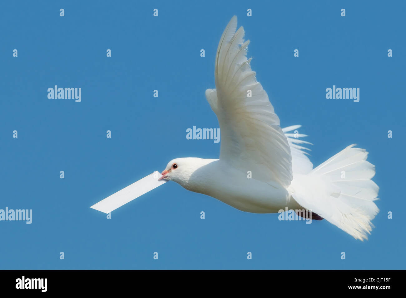 Racing pigeon hi-res stock photography and images - Alamy