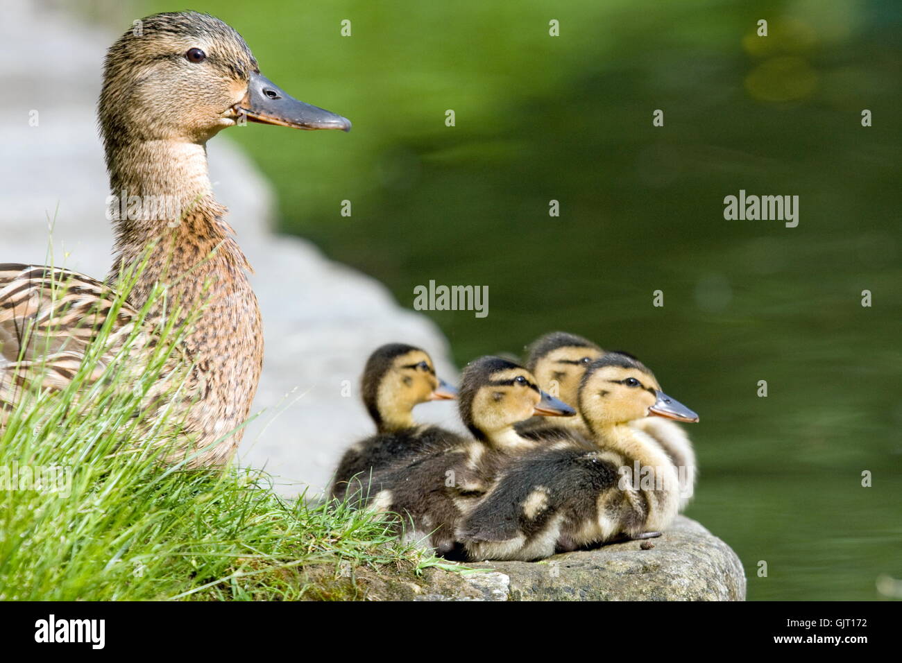 Resting ducklings hi-res stock photography and images - Alamy