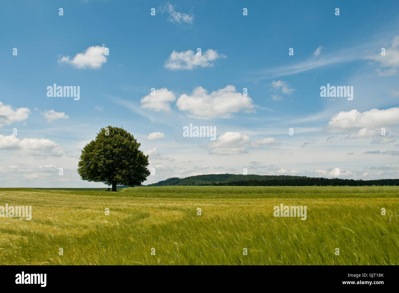 Feld tree hi-res stock photography and images - Alamy