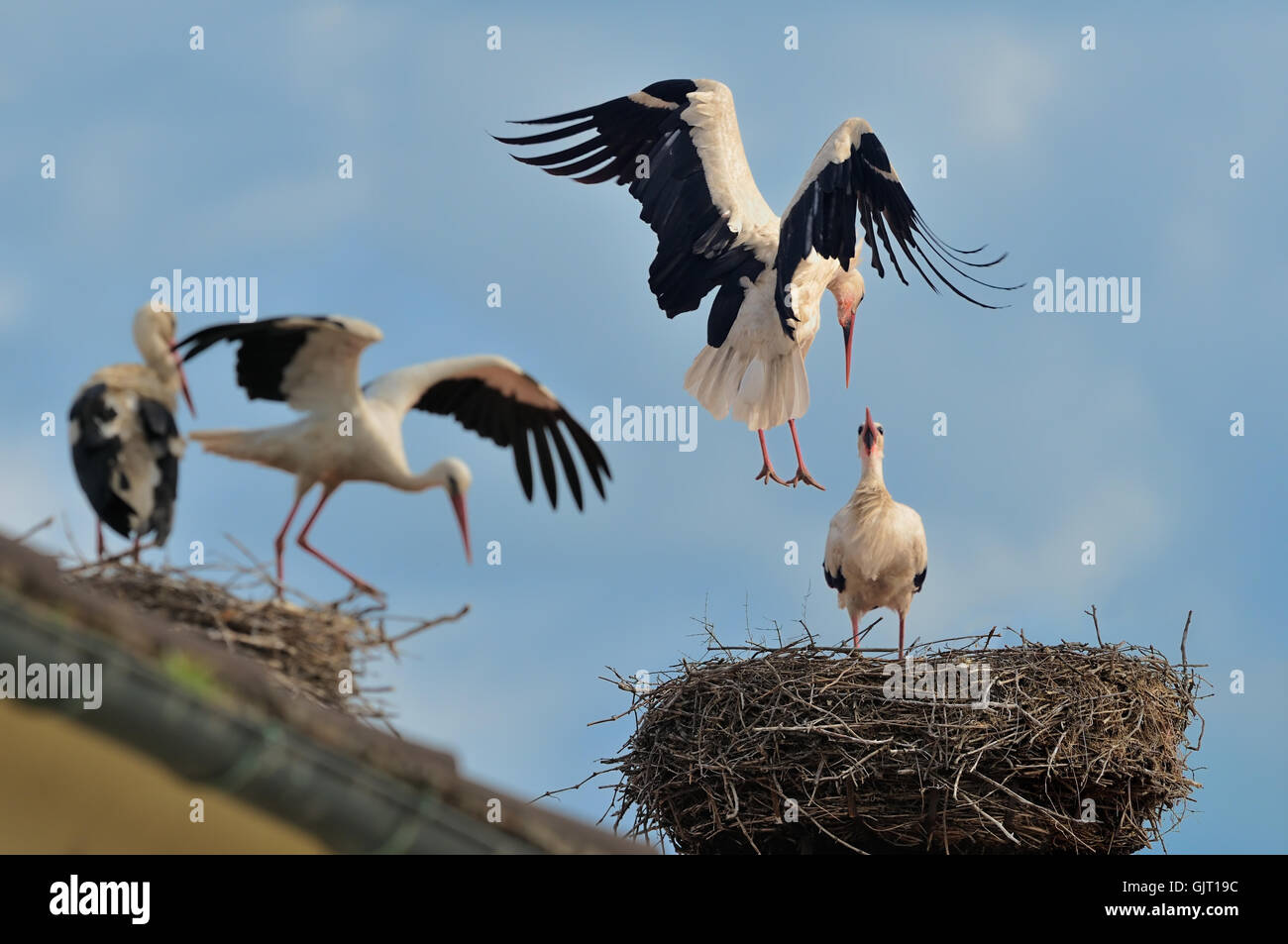 stork colony rust Stock Photo - Alamy