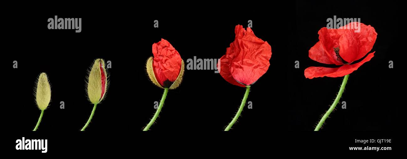 Unfolding hi-res stock photography and images - Alamy