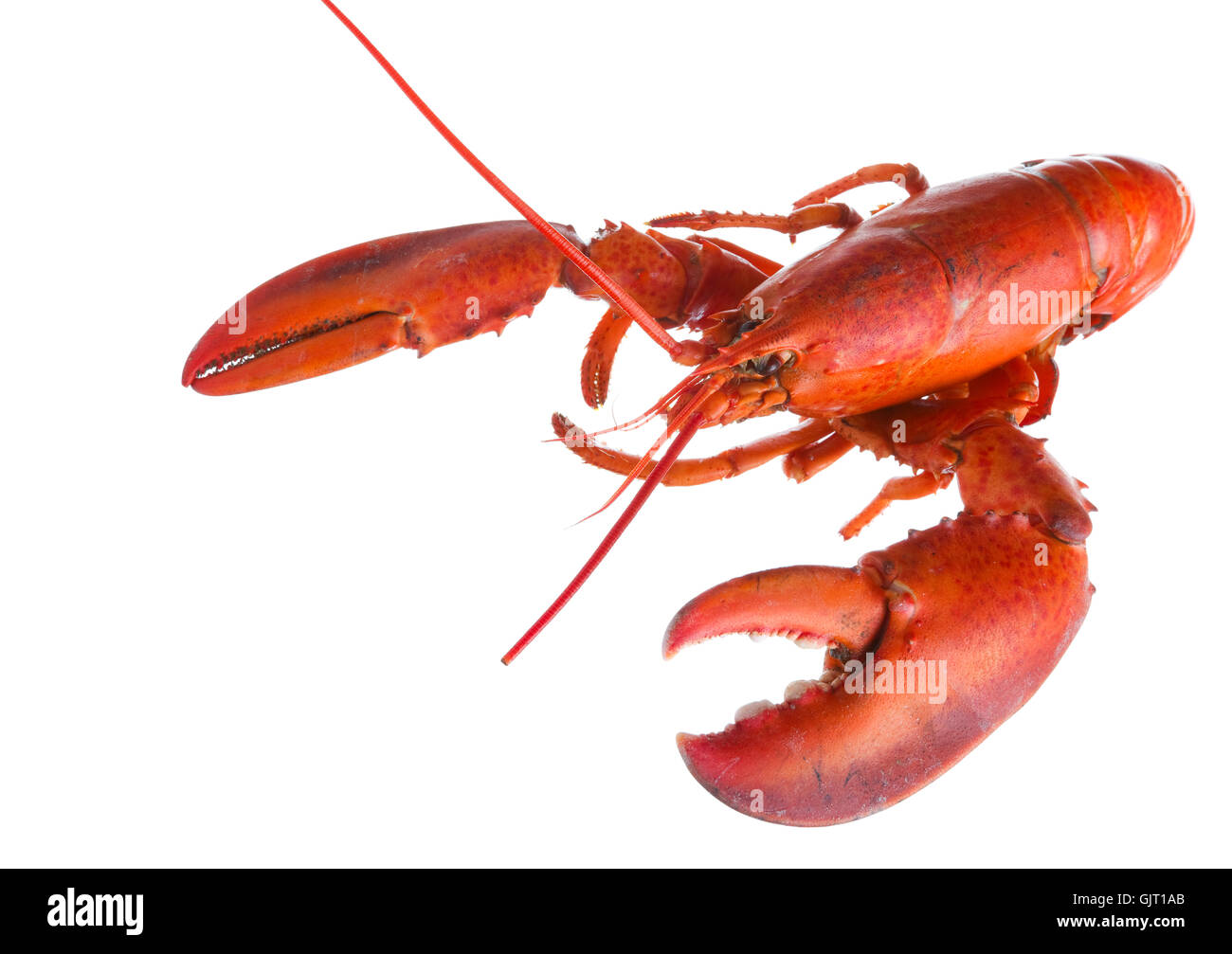 lobster claw luxury Stock Photo - Alamy