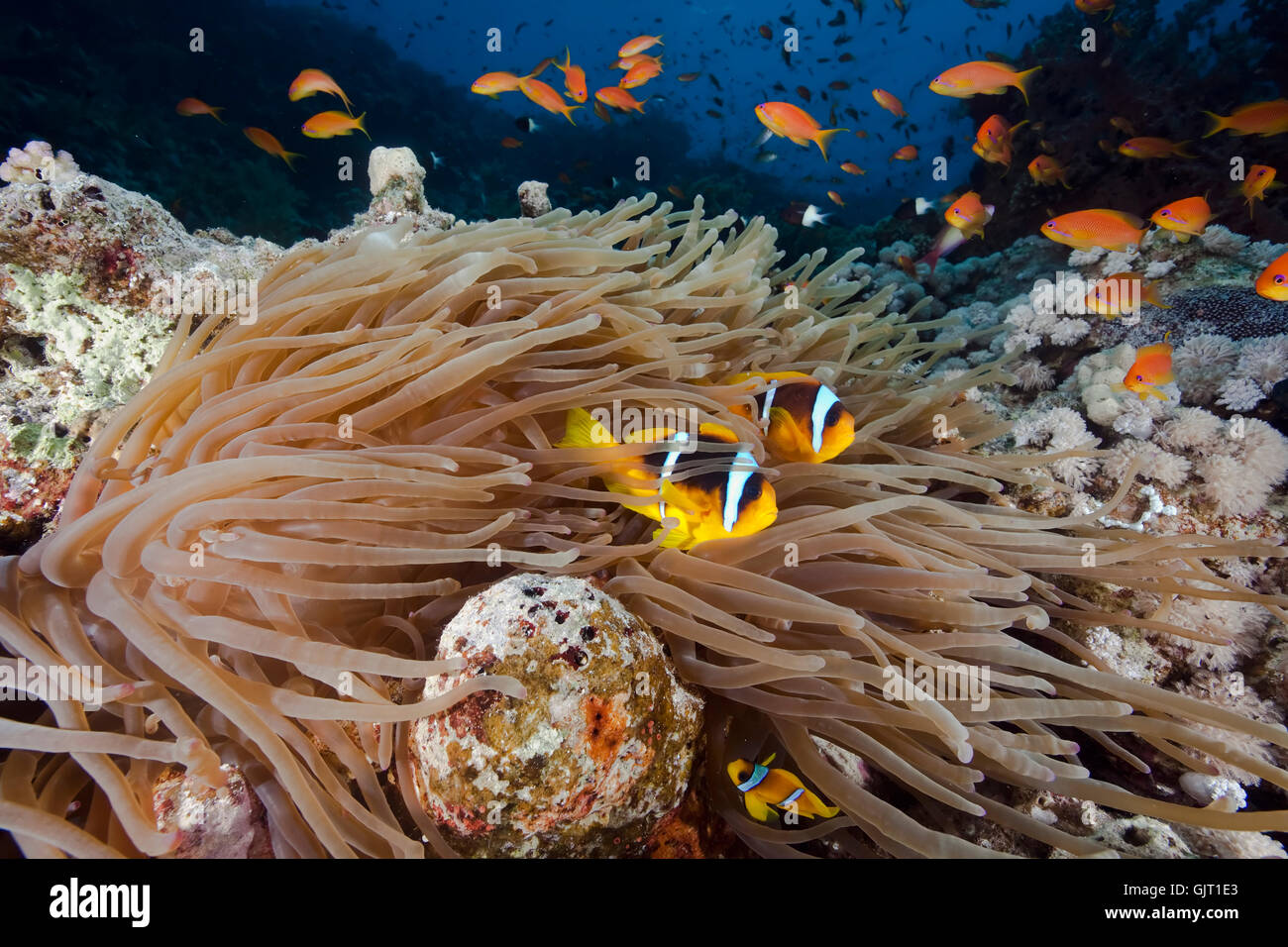 blue animal fish Stock Photo - Alamy