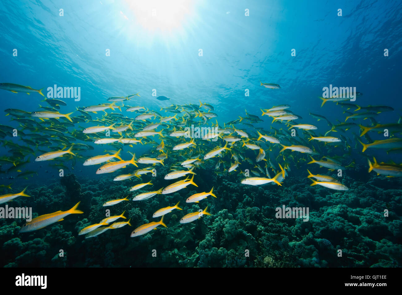 Blue goatfish hi-res stock photography and images - Alamy