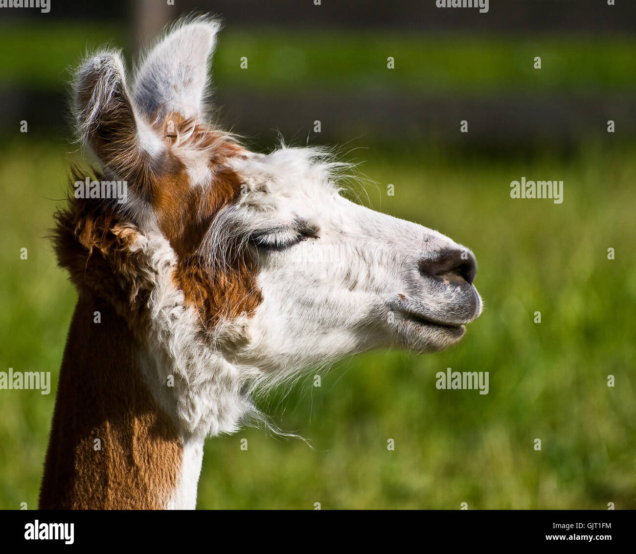 Llama mouth hi-res stock photography and images - Alamy