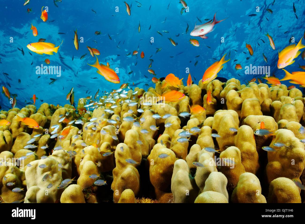 Fish family hi-res stock photography and images - Alamy