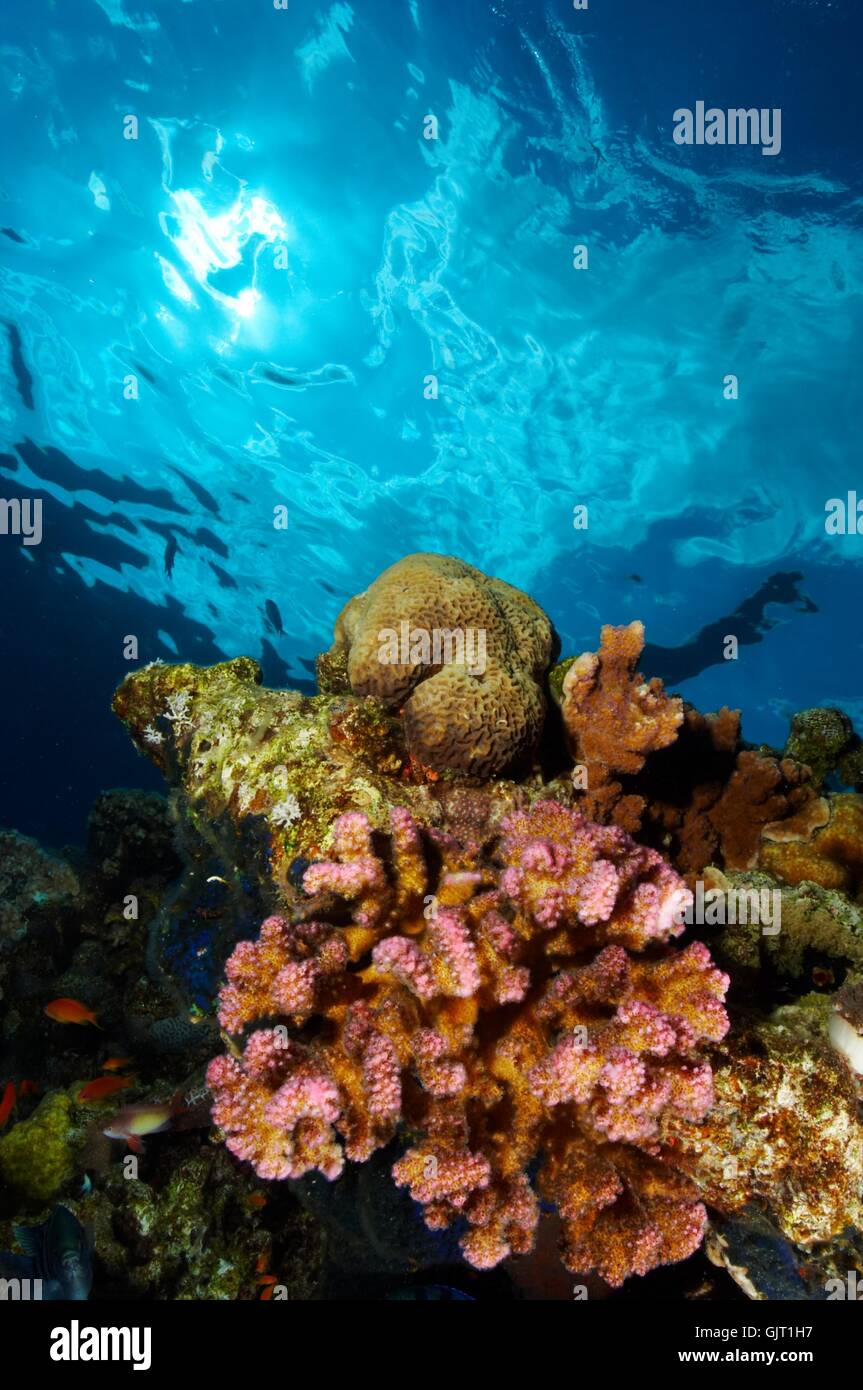 coral reef with water surface Stock Photo - Alamy