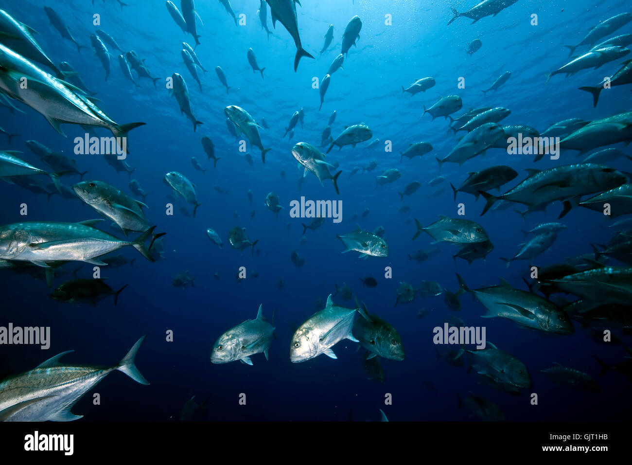blue animal fish Stock Photo - Alamy