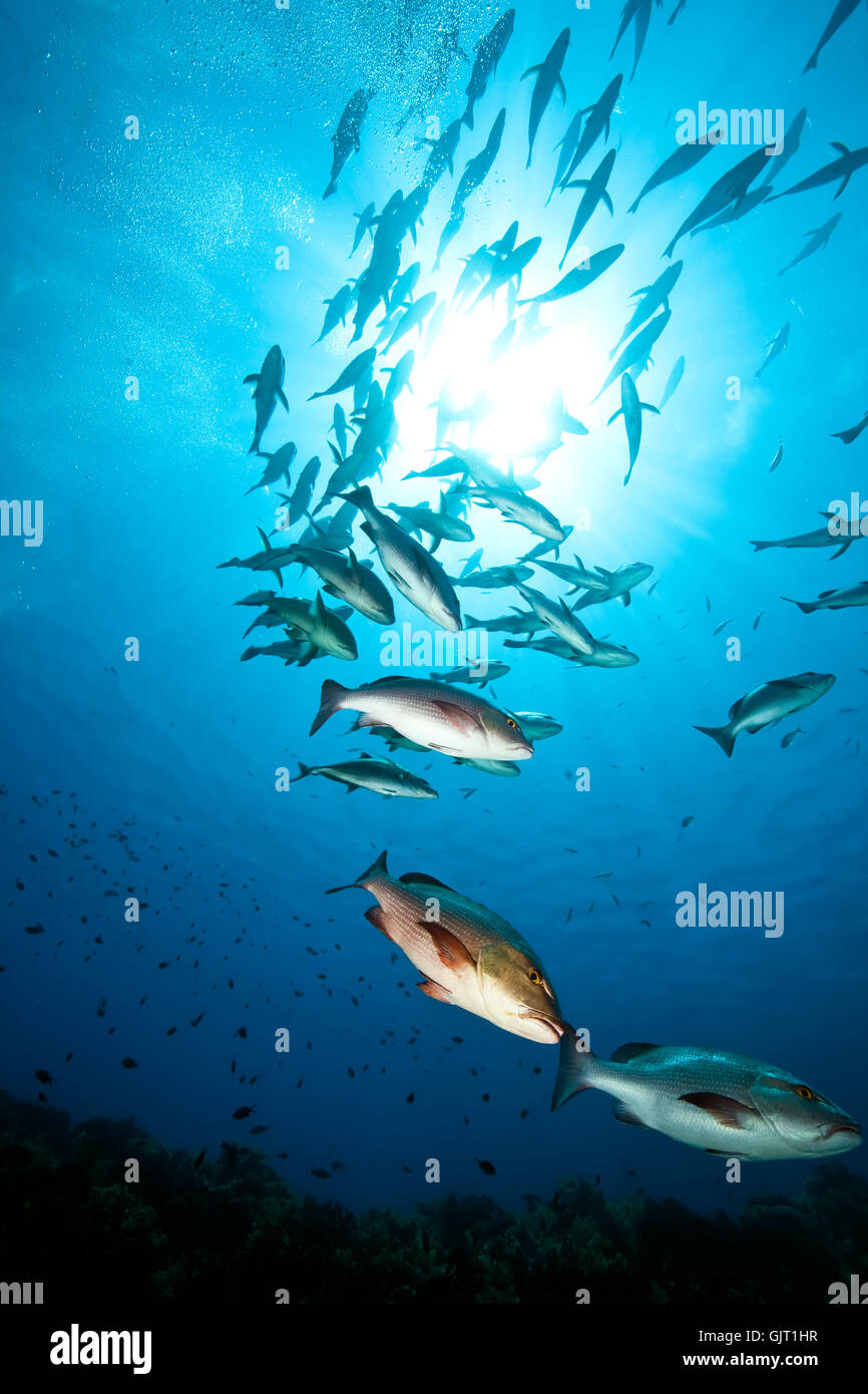 blue animal fish Stock Photo - Alamy