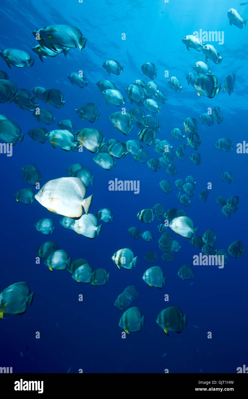 blue animal fish Stock Photo - Alamy