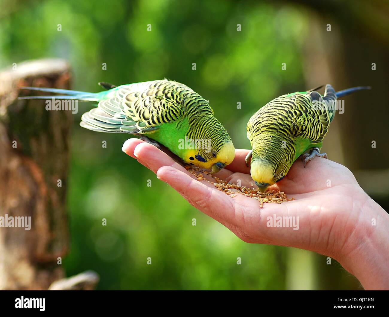 Tame birds hi-res stock photography and images - Alamy