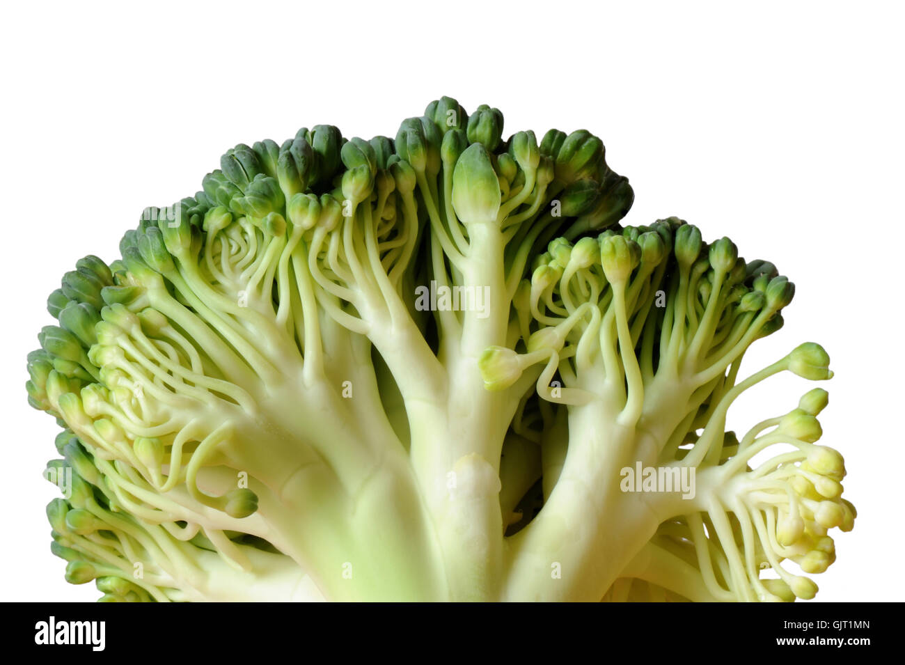 broccoli cut 2 Stock Photo - Alamy