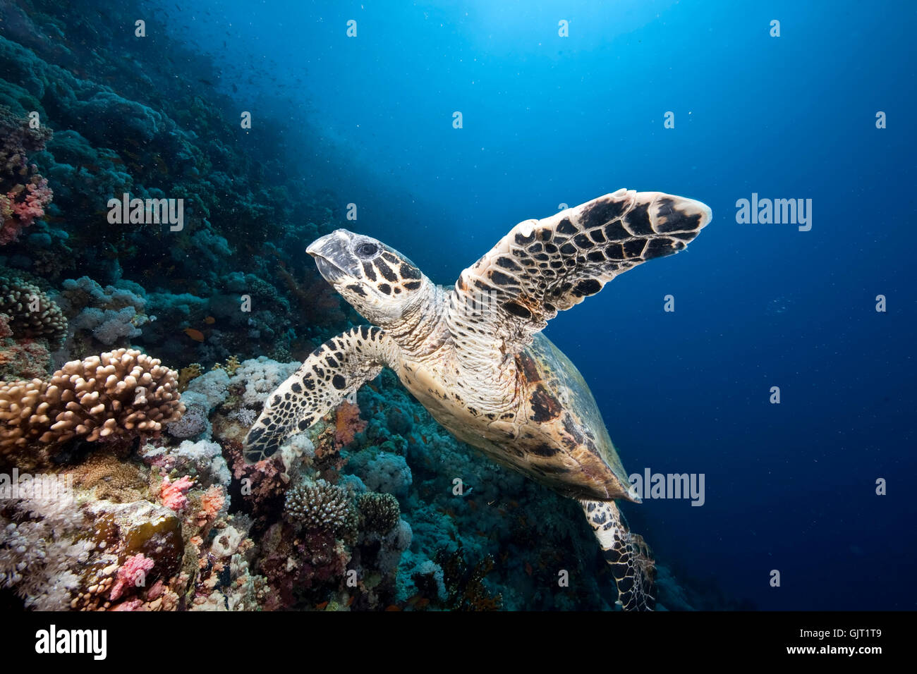 Tortoise fish hi-res stock photography and images - Alamy