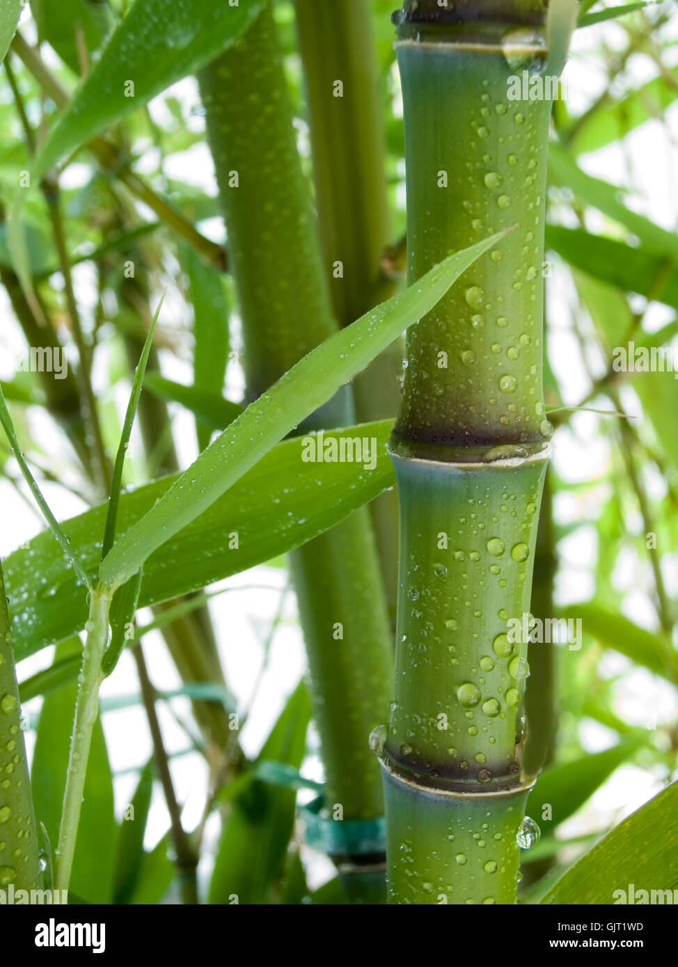 Bamboo 01 hi-res stock photography and images - Alamy