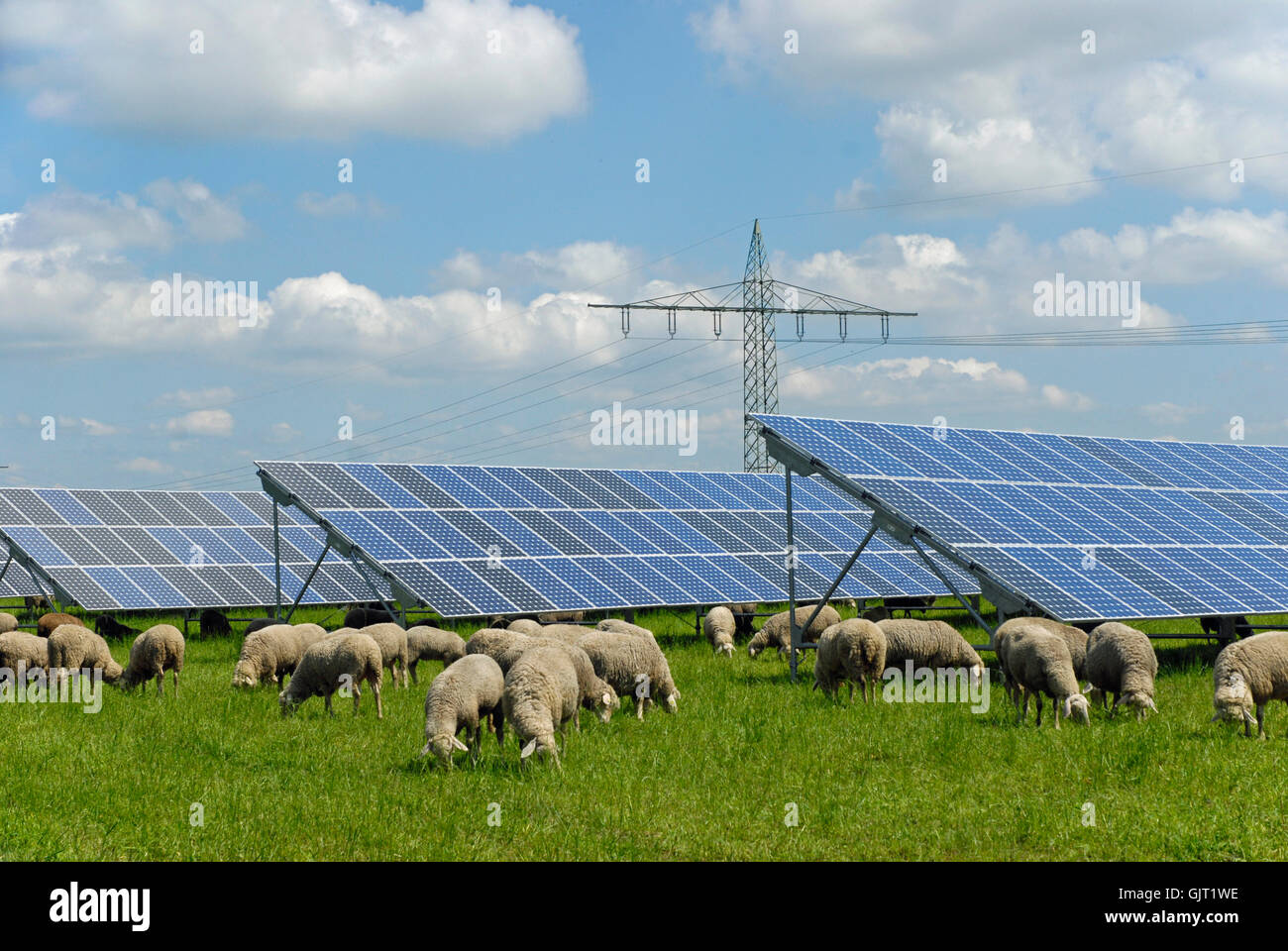 sheep grazing in solar system Stock Photo - Alamy