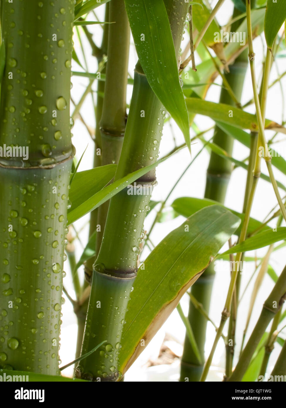 Japan bamboo hi-res stock photography and images - Alamy