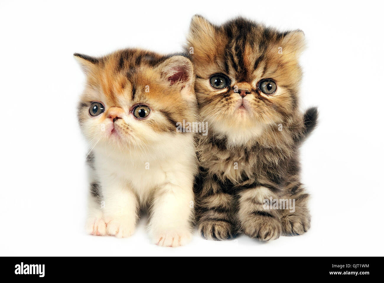 catkittenpersian adorable animal cat coat cute domestic feline fur ...
