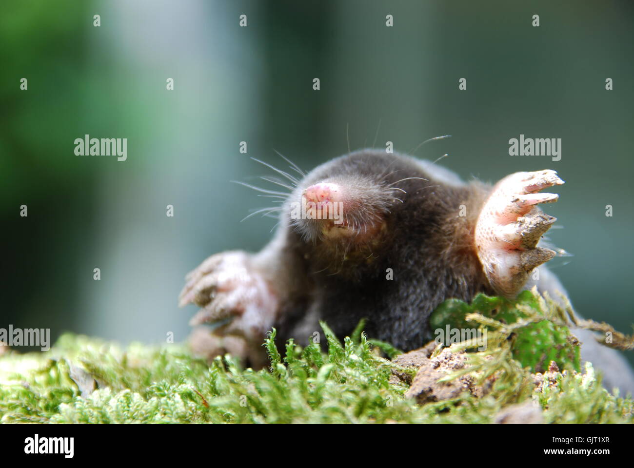 mole (talpa europaea Stock Photo - Alamy