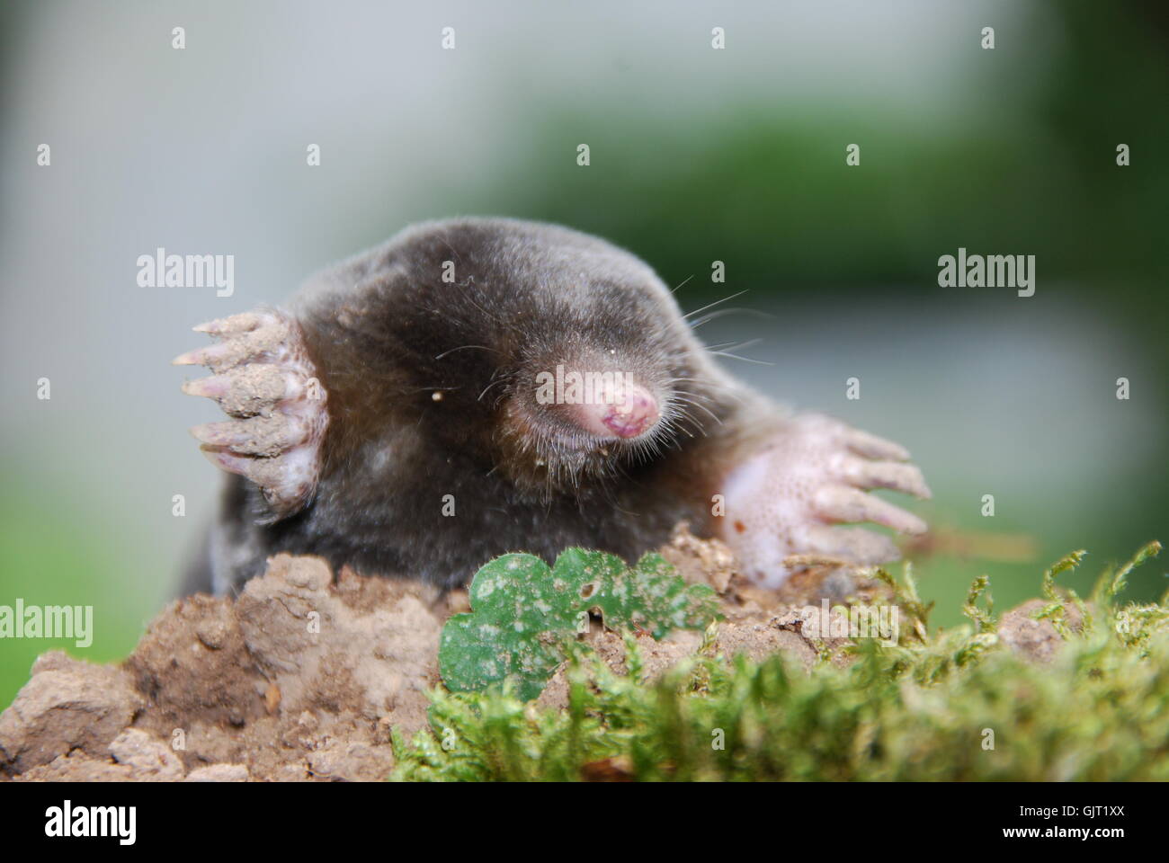 mole (talpa europaea Stock Photo - Alamy