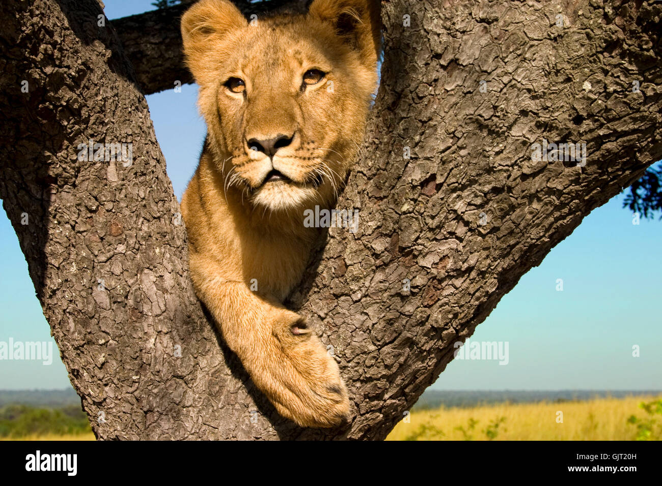 animal africa lion Stock Photo - Alamy