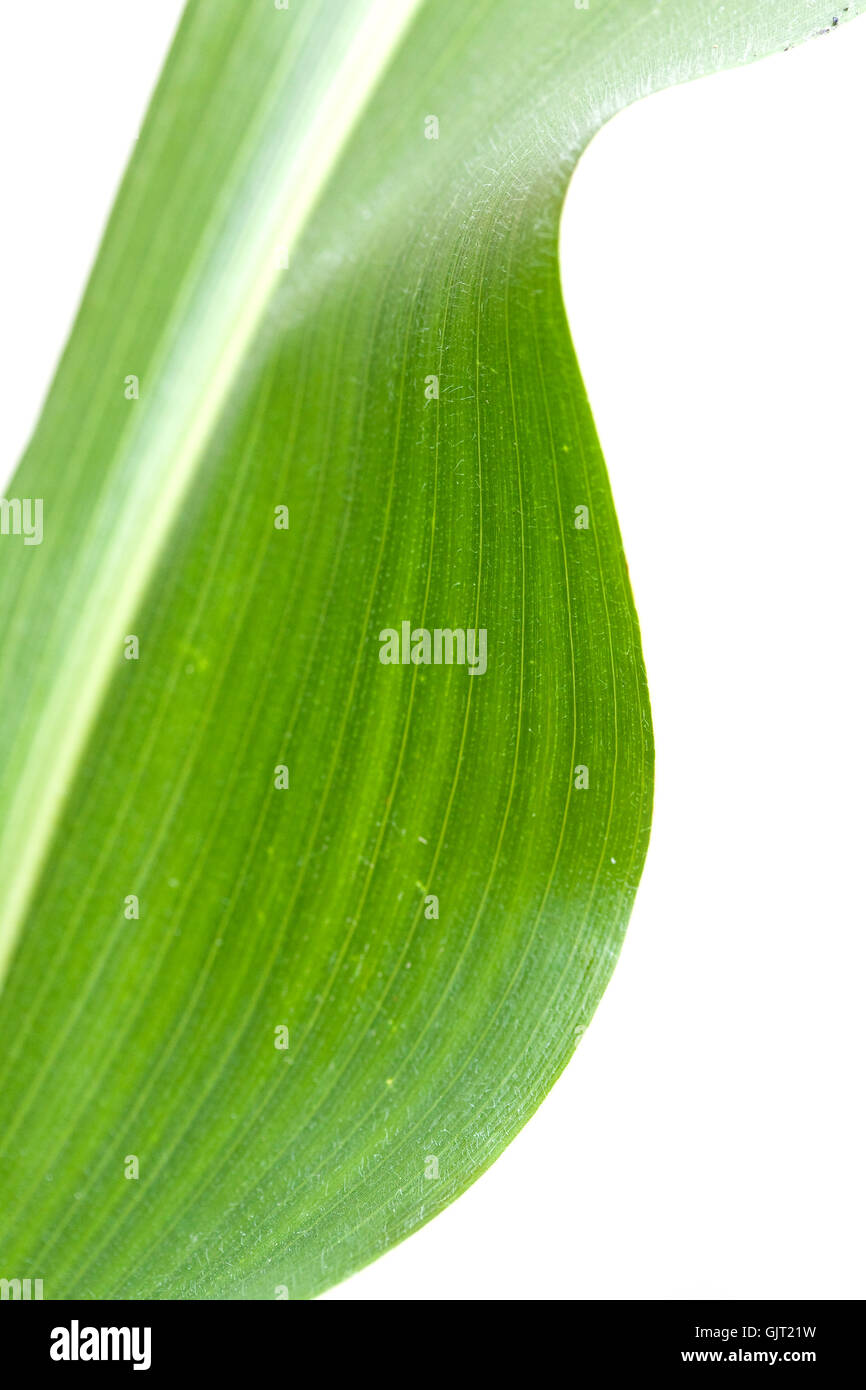 corn leaf - isolated Stock Photo - Alamy