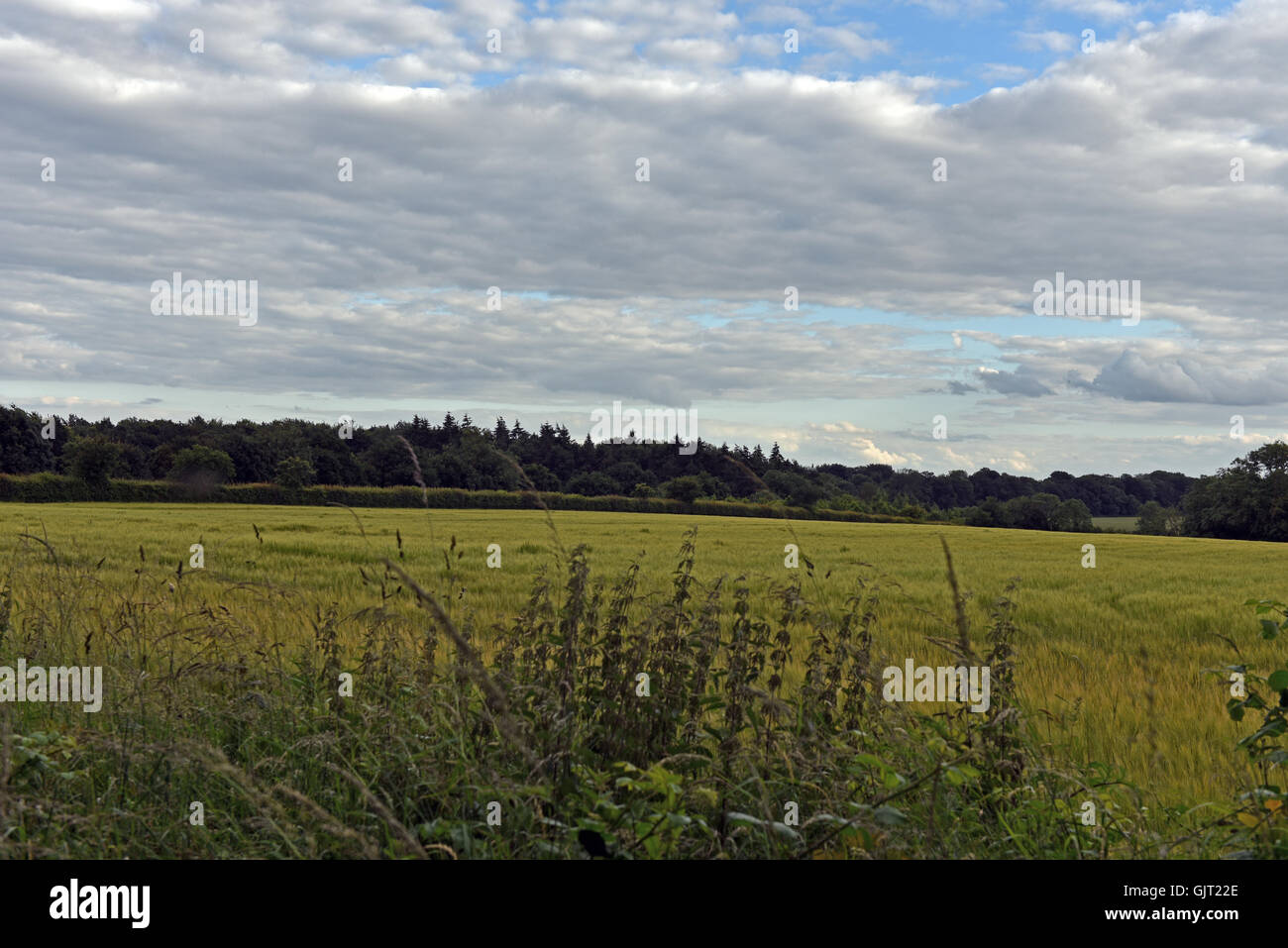View across the open fields of Norfolk countryside, under a cloudy sky ...