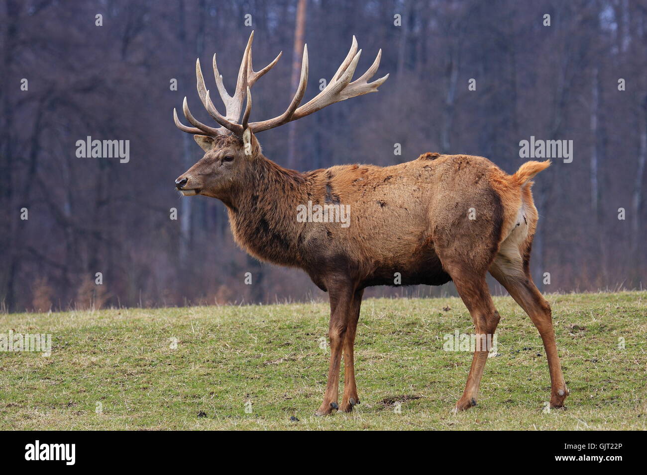 Jagdt hi-res stock photography and images - Alamy