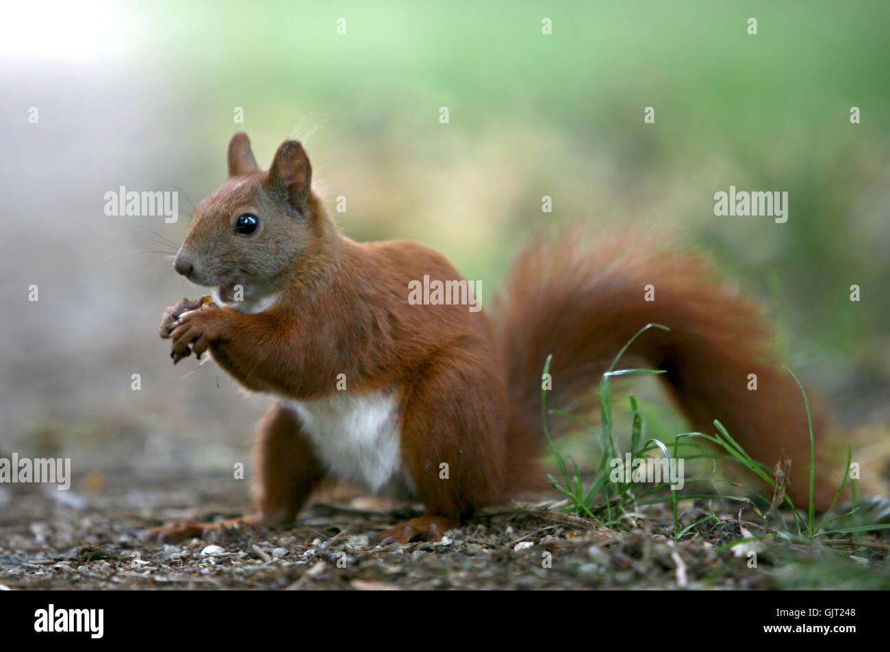 Squirrel paws hi-res stock photography and images - Alamy