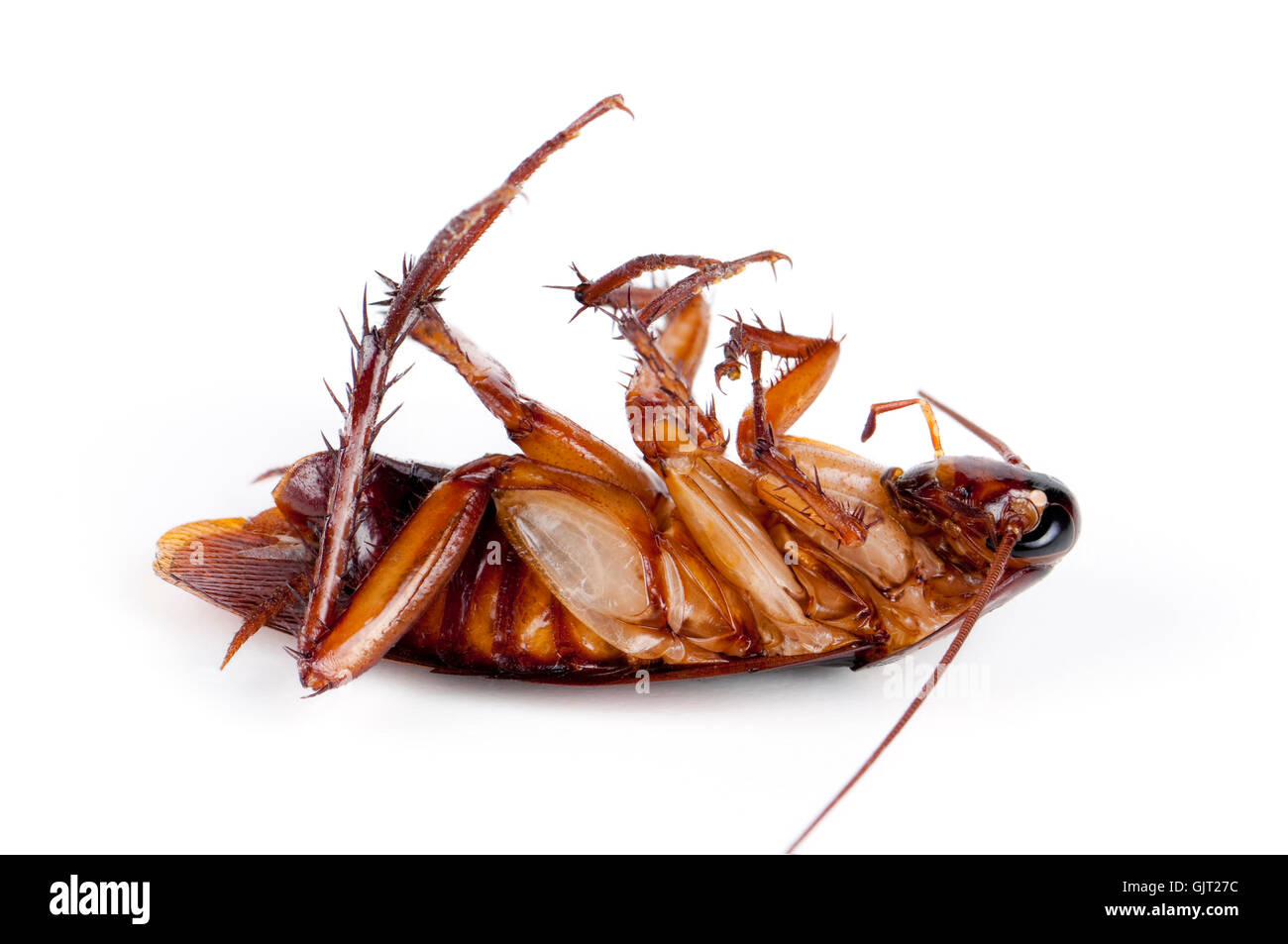 Cockroach Cut Out Stock Images & Pictures - Alamy